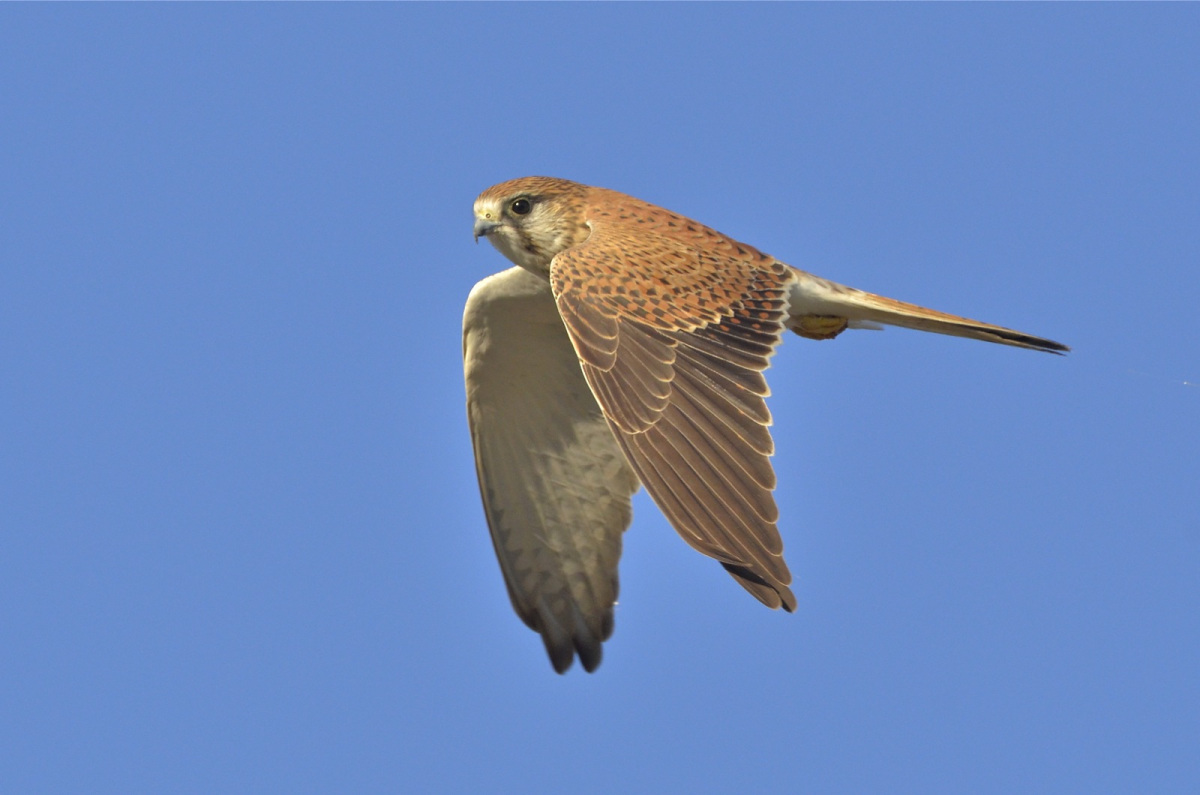 Nankeen Kestrel - Southern Ocean Walk