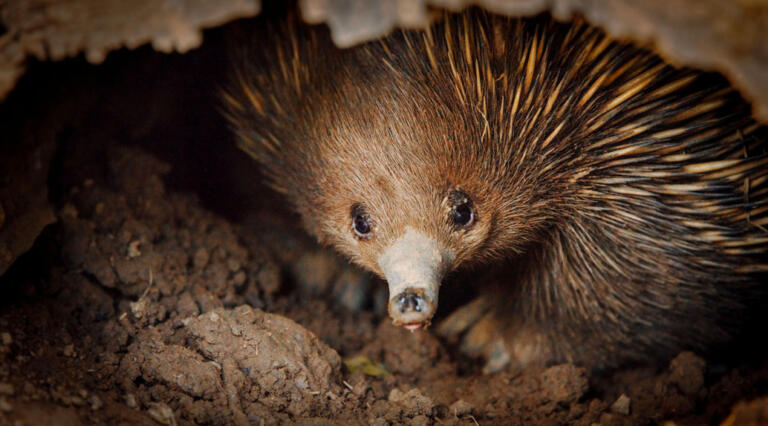 The Short beaked echidna - A Fascinating Egg-Laying Mammal - Southern ...