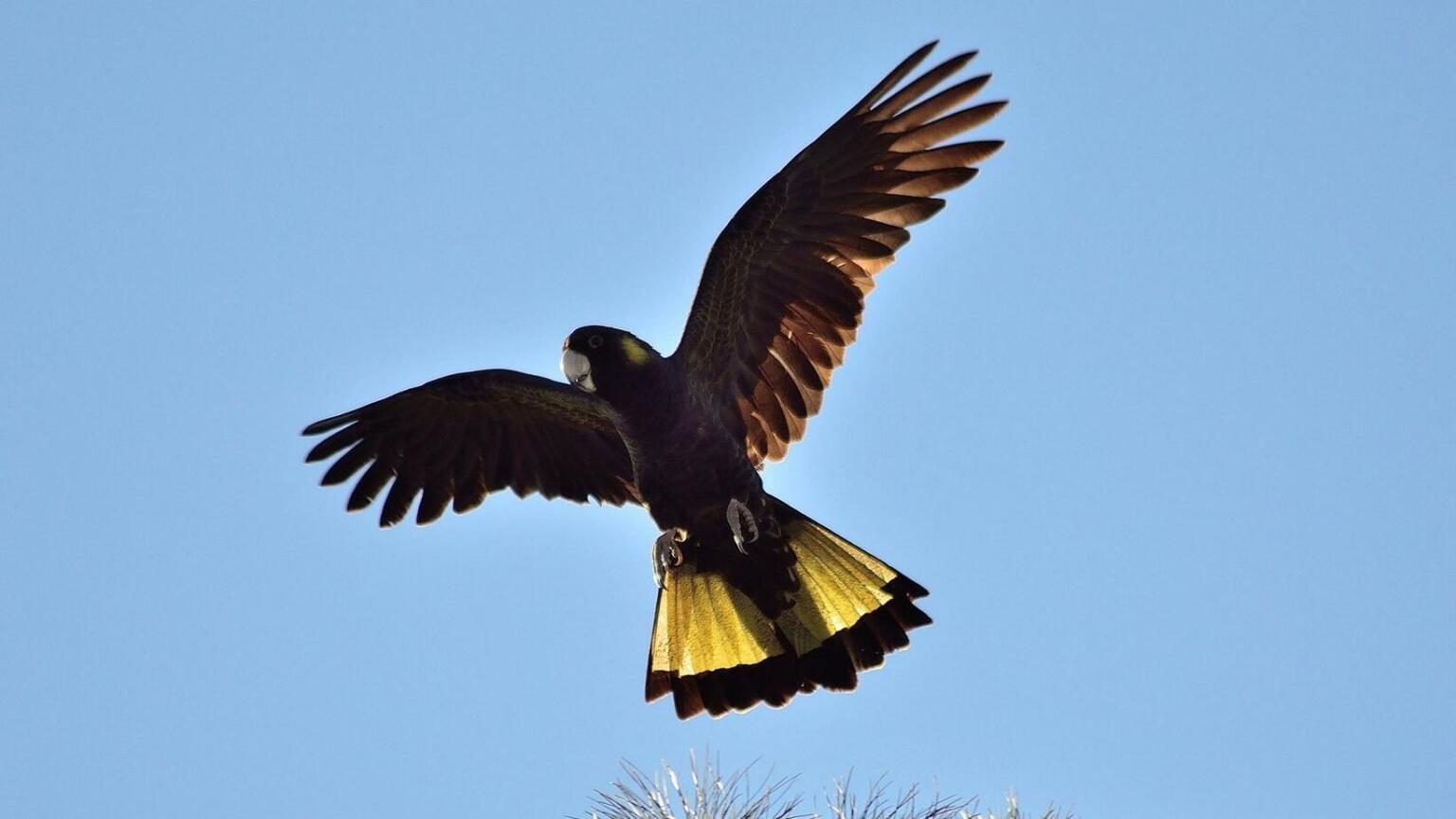 Creature feature - the Yellow tailed black cockatoo - Southern Ocean Walk
